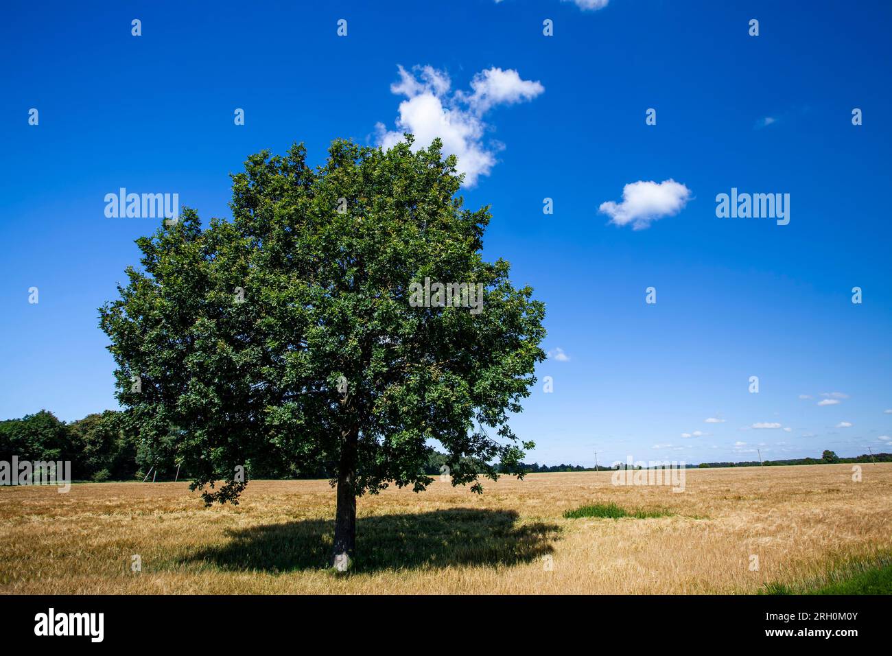 Botany oak one tree hi-res stock photography and images - Alamy
