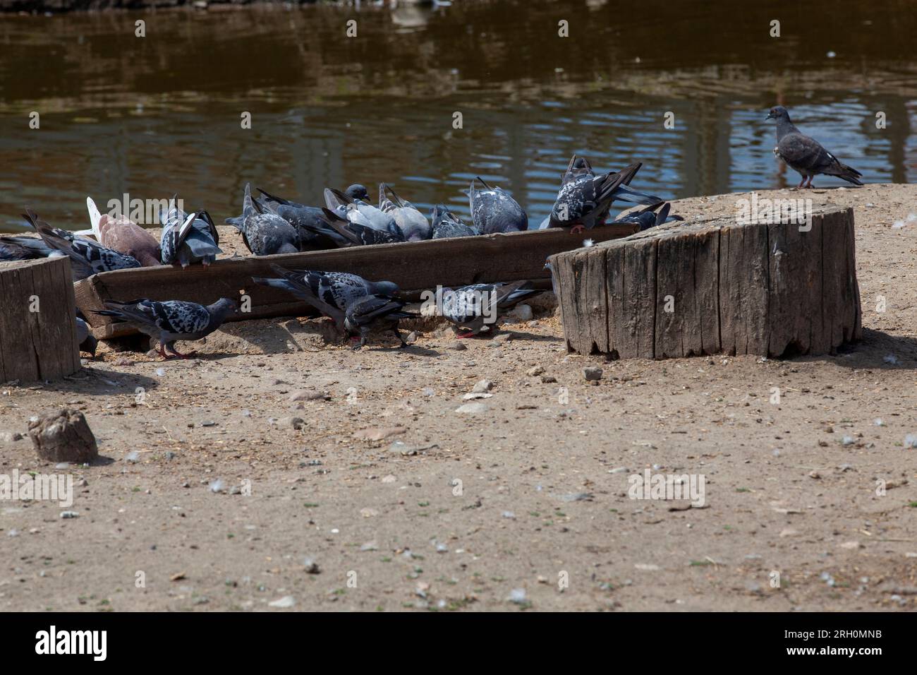 pigeons that eat from the trough for feeding animals and birds in the ...