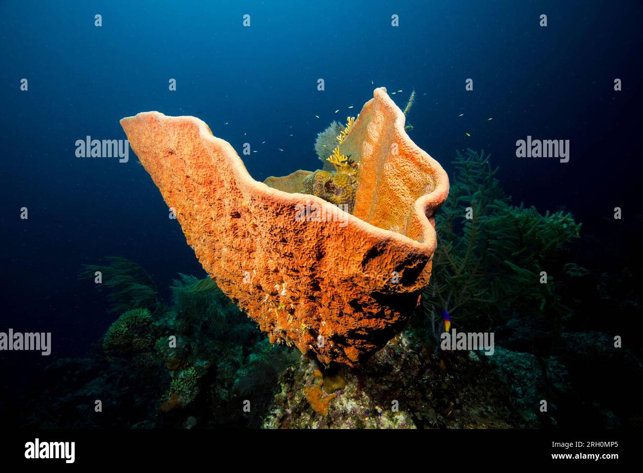 Grand turk fish hi-res stock photography and images - Alamy
