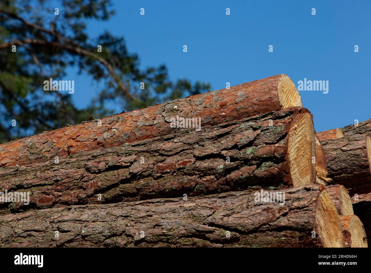pine wood of coniferous trees during logging, logging and cutting of ...