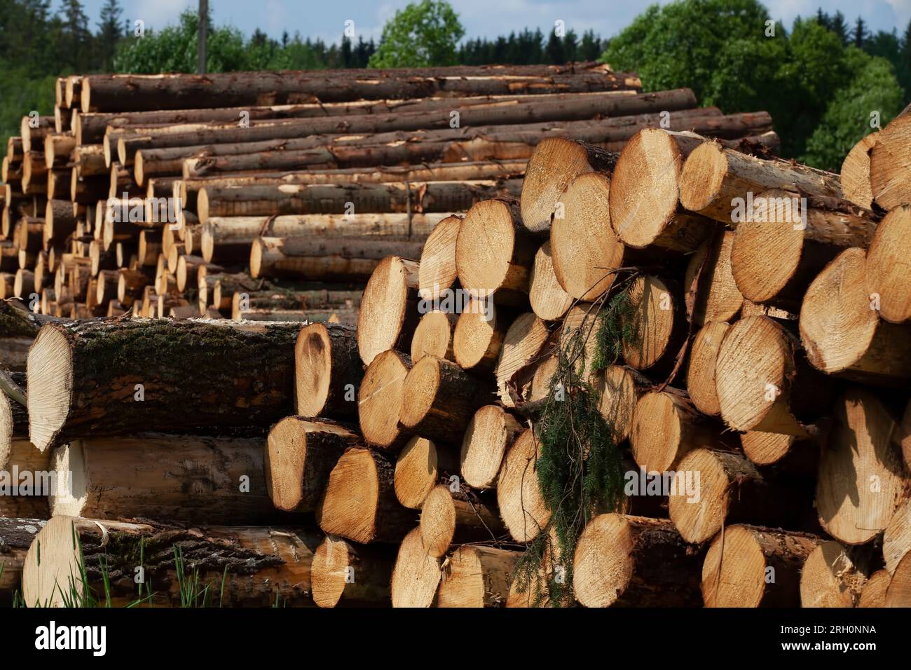 a large amount of pine wood during logging, deforestation to obtain ...