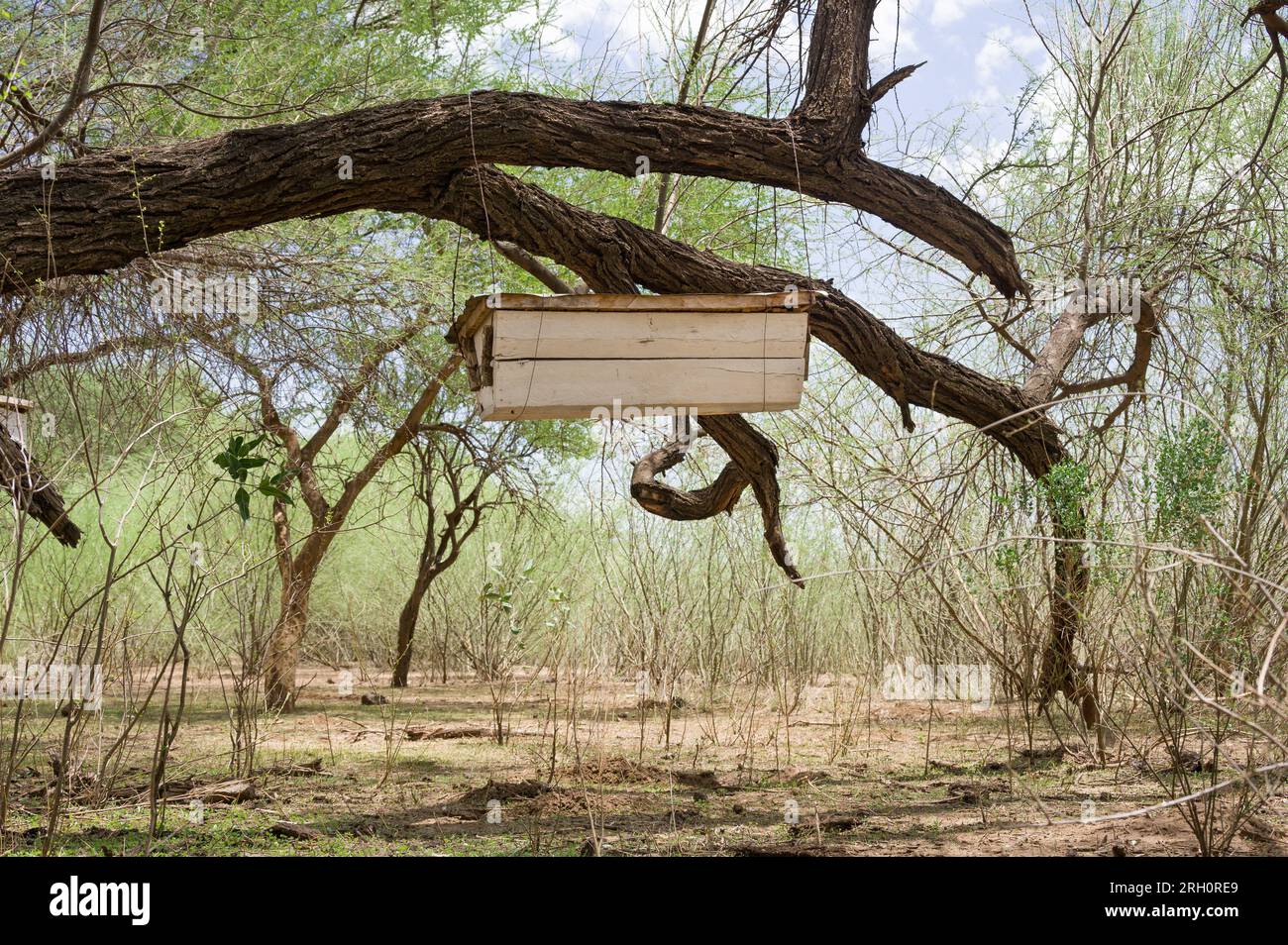 A top bar bee hive strung from a large tree branch, Pokot, Kenya Stock ...