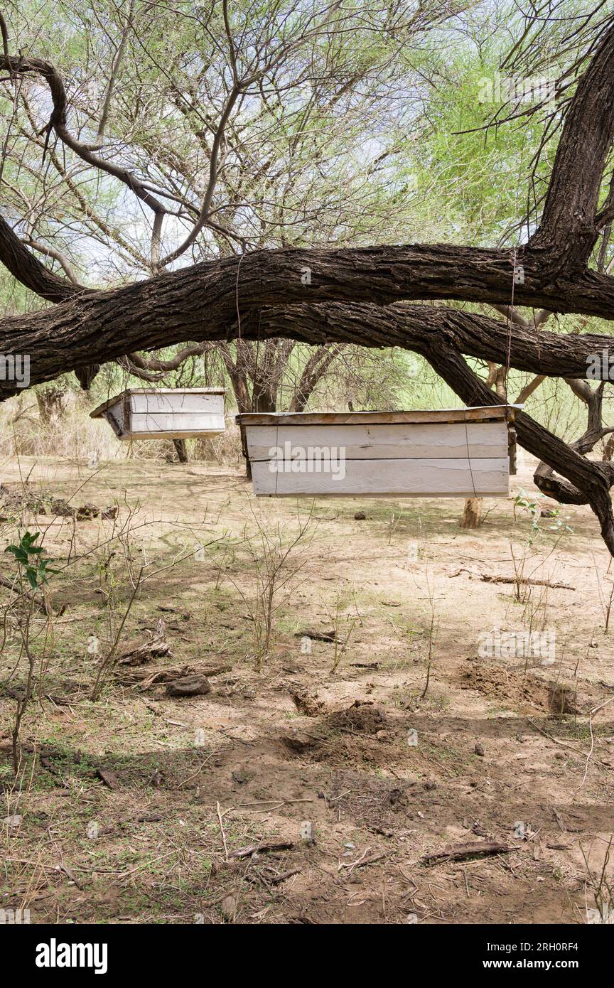 Two top bar bee hives strung from a large tree branch, Pokot, Kenya ...