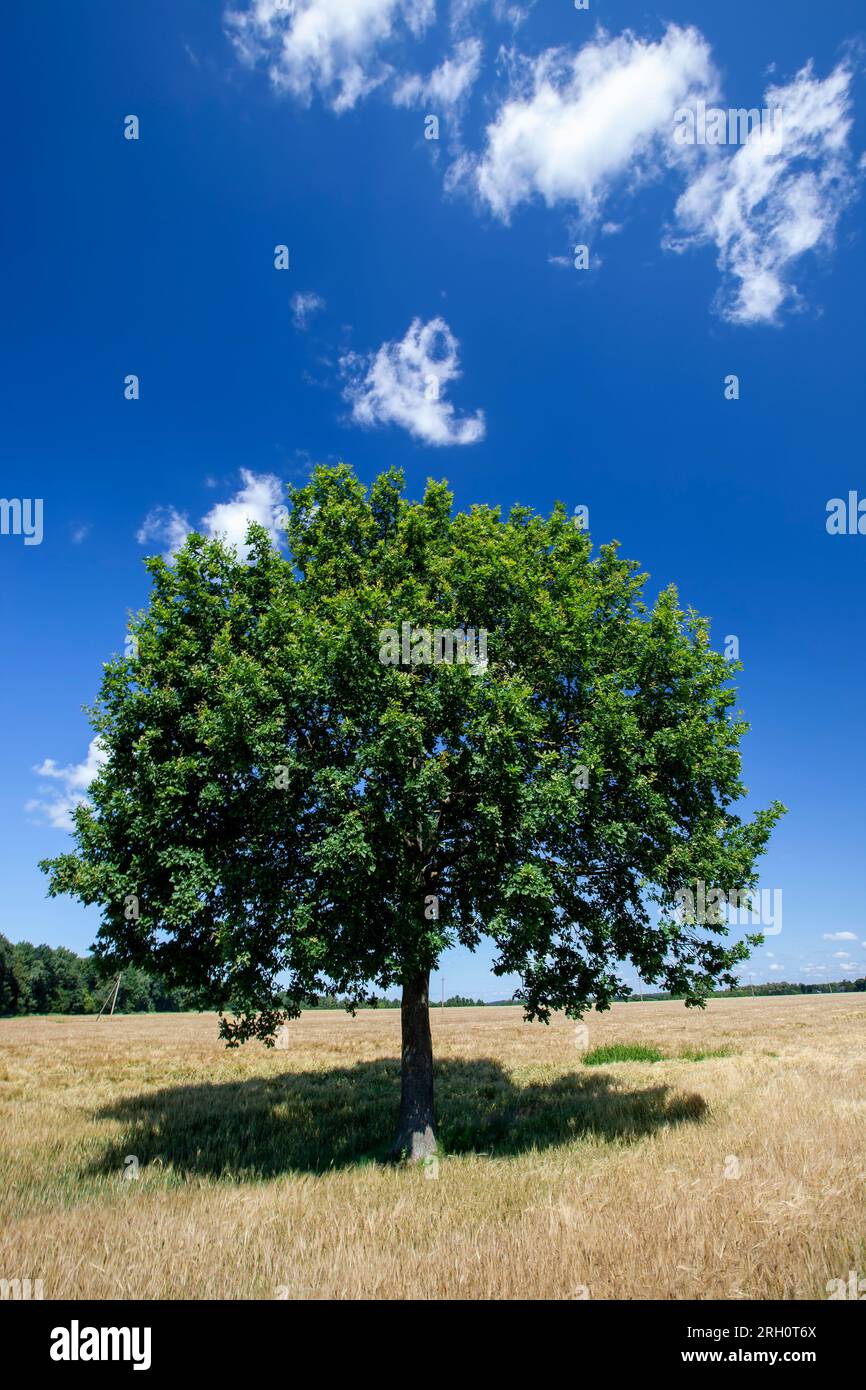 one oak tree growing in a field, a lonely tree with green foliage in ...