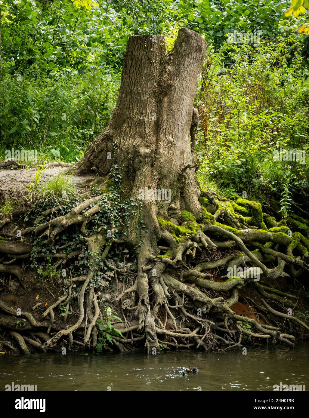 Tree roots at riverbank hi-res stock photography and images - Alamy