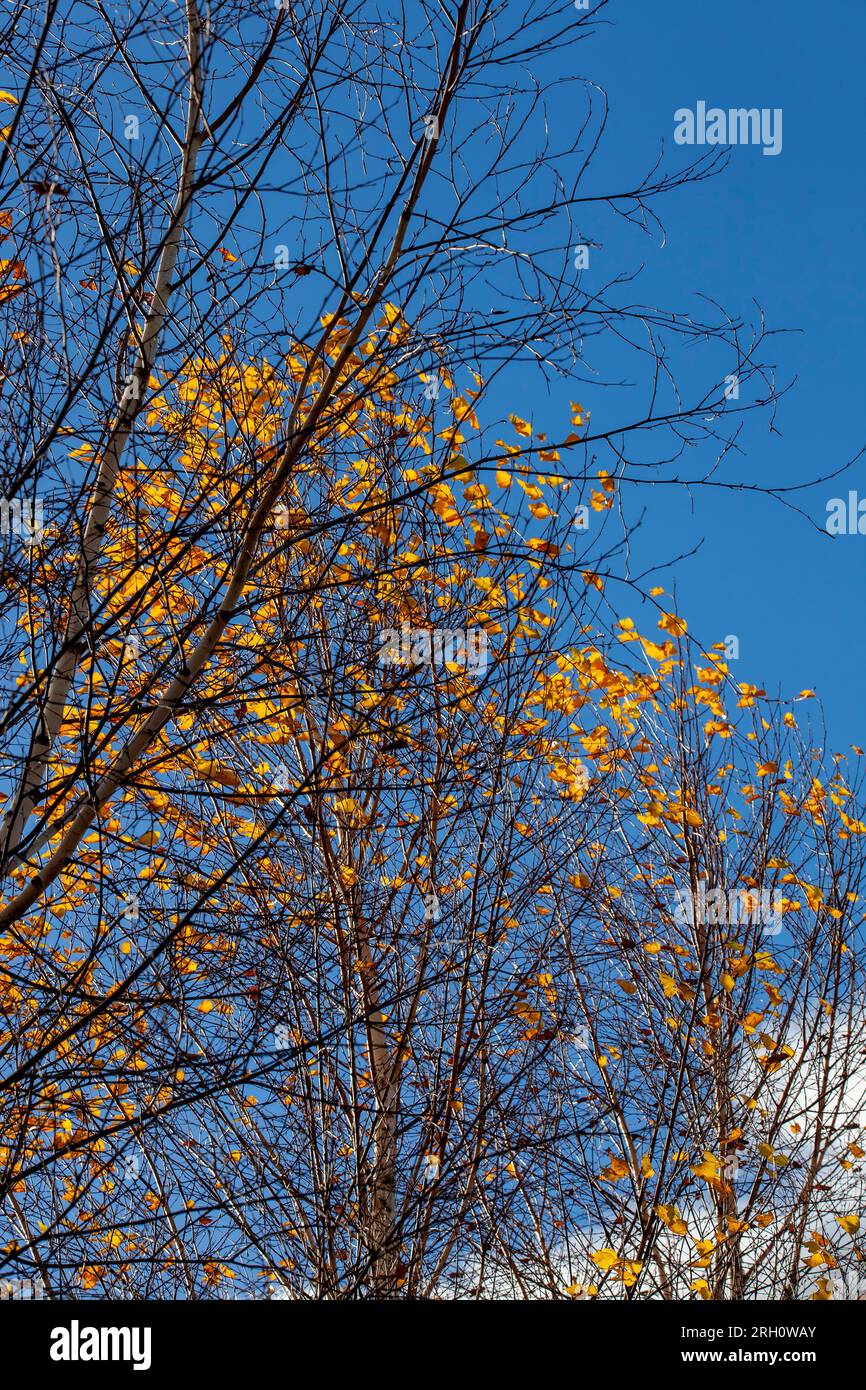 birch trees with orange foliage in the autumn season, sunny weather in ...