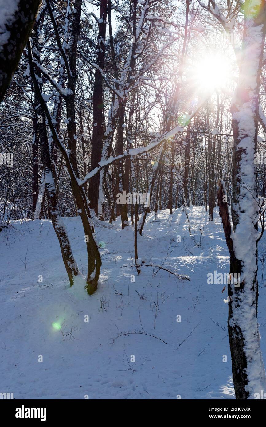 deciduous trees covered with snow in winter, frosty weather with trees ...