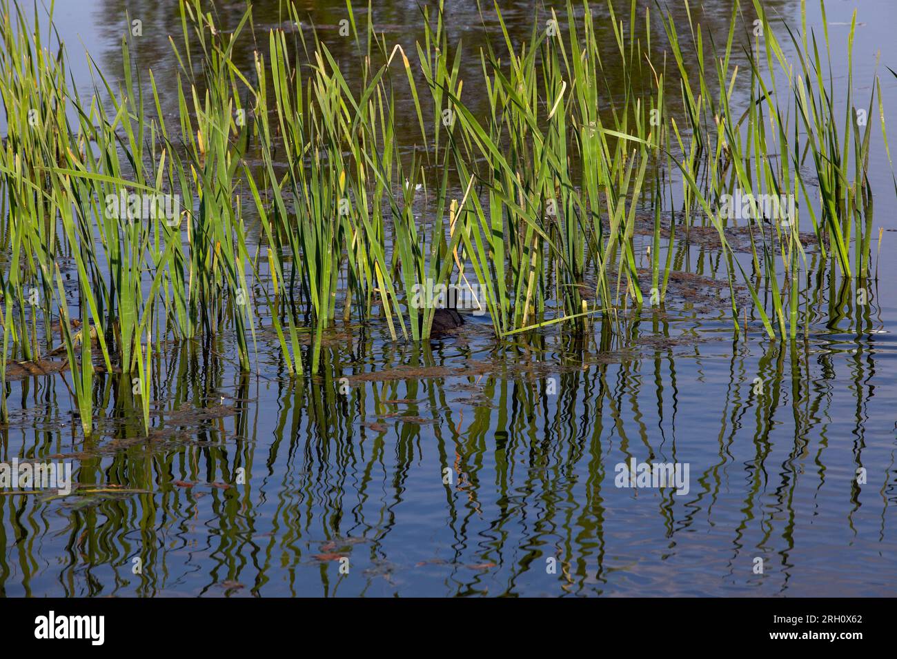 the territory of a swampy area in the summer, different types of ...