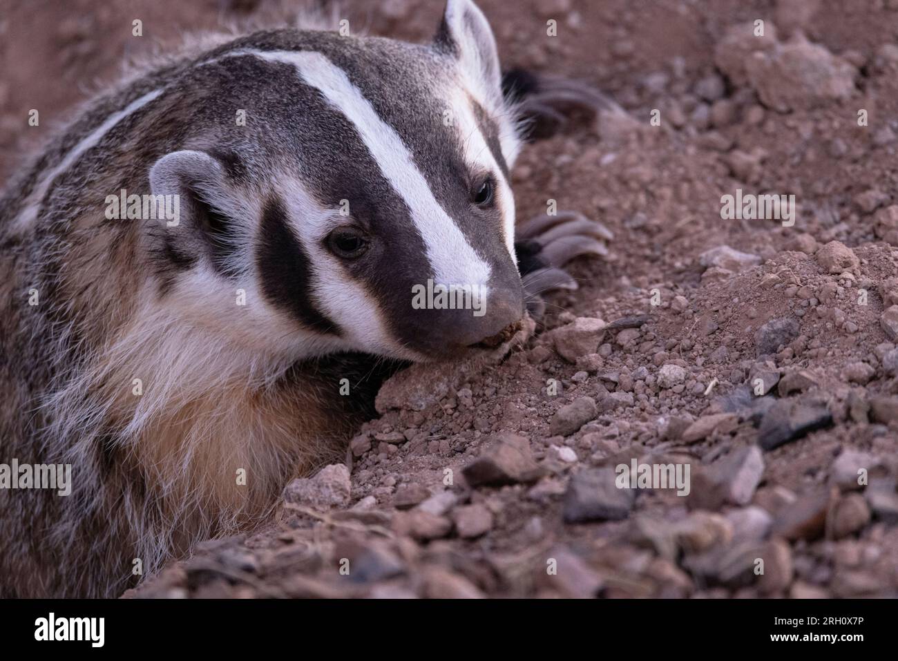 Badger hole hi-res stock photography and images - Alamy