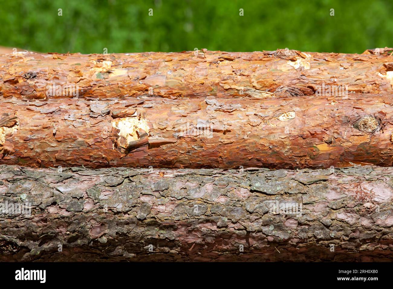 Logging timber cutting trees hi-res stock photography and images - Alamy
