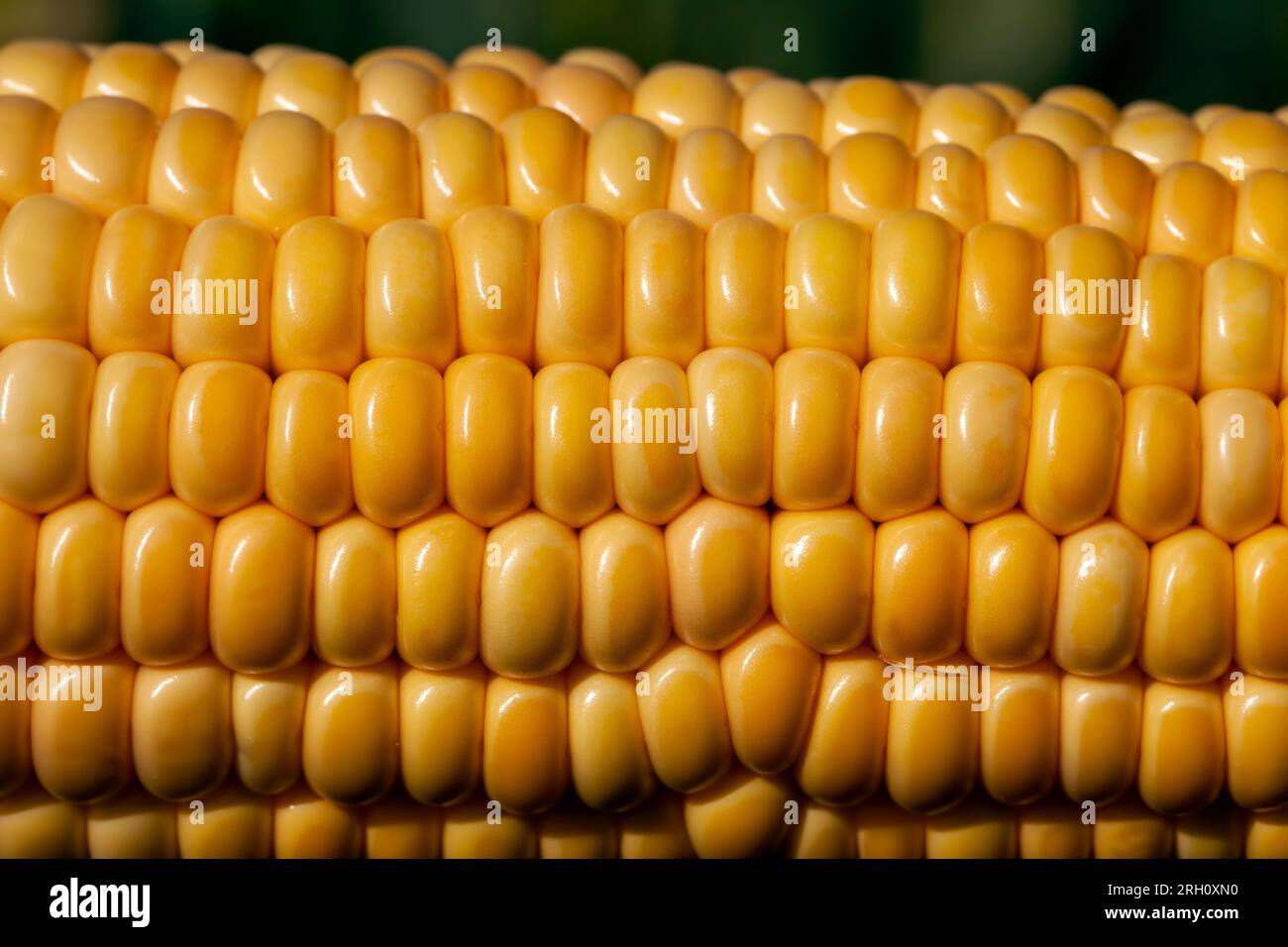 yellow ripe corn fruits in summer, corn cobs in mold and mushroom Stock ...