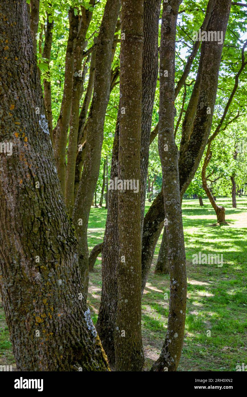 deciduous trees growing in the park in the sunny summer , the crowns of ...
