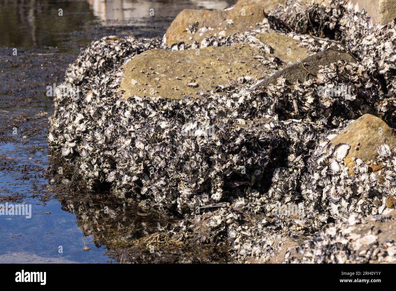 Oysters on rocks hi-res stock photography and images - Alamy