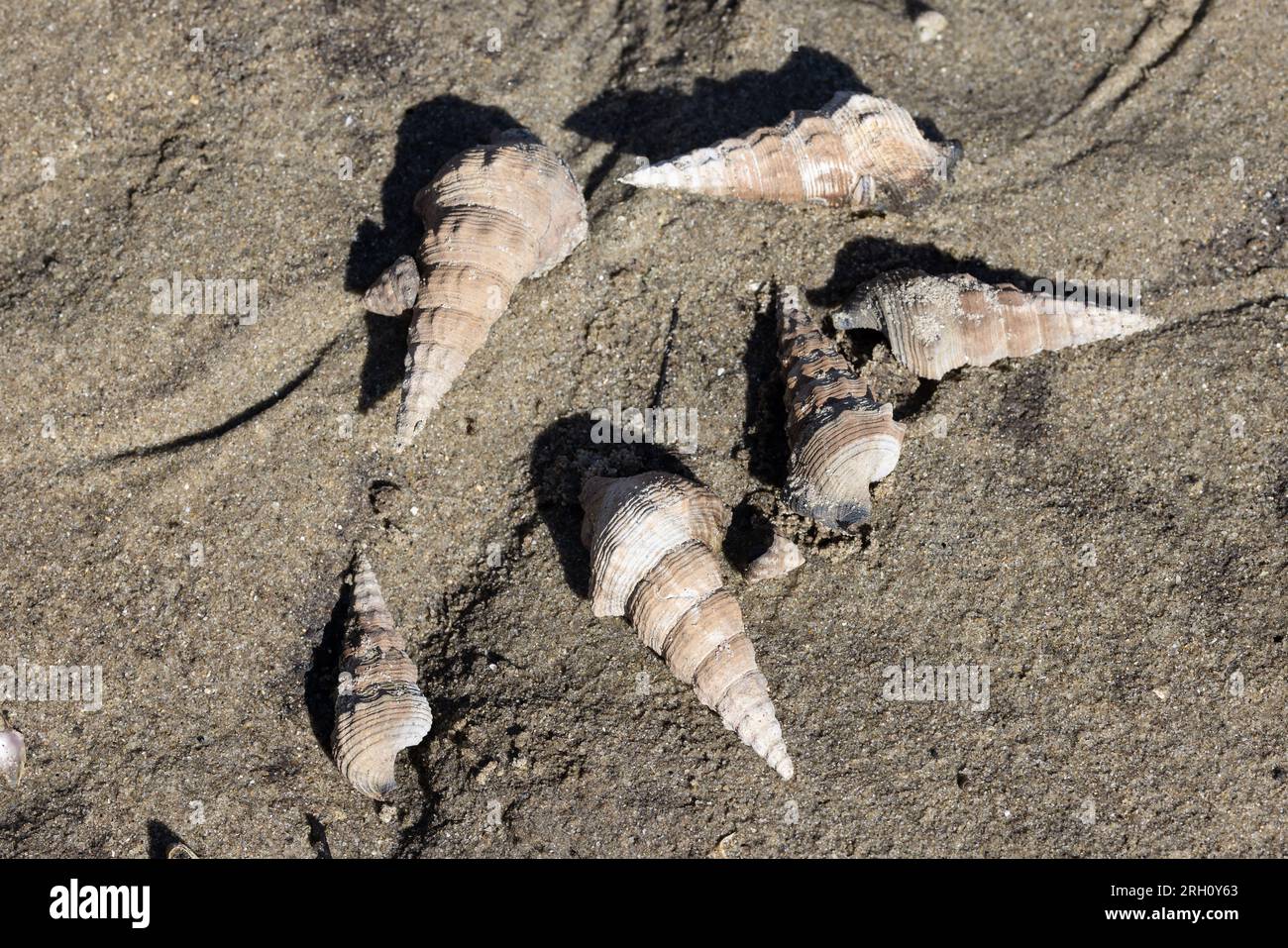 Mud whelks hi-res stock photography and images - Alamy