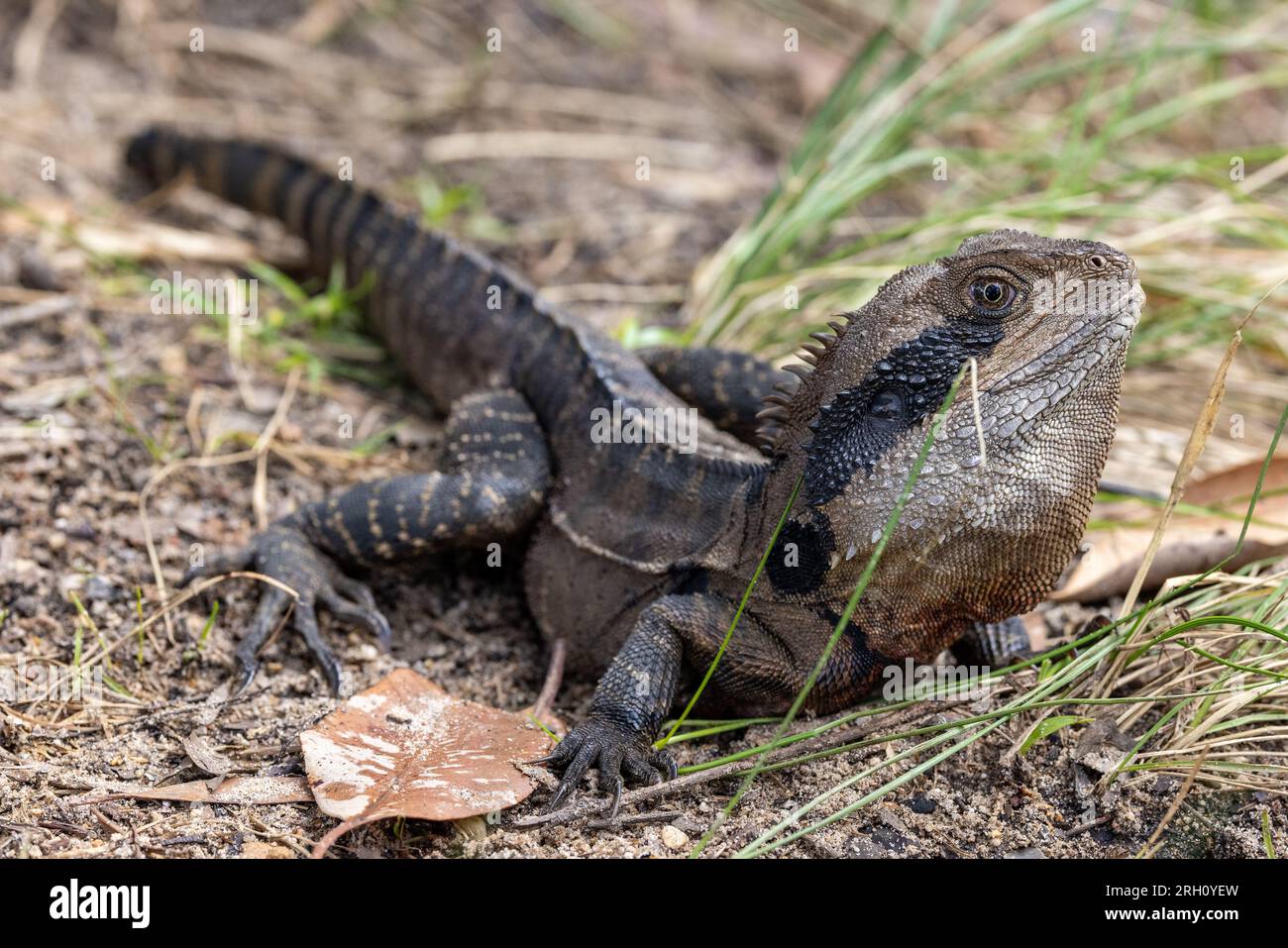 Australian Male Eastern Water Dragon Stock Photo - Alamy