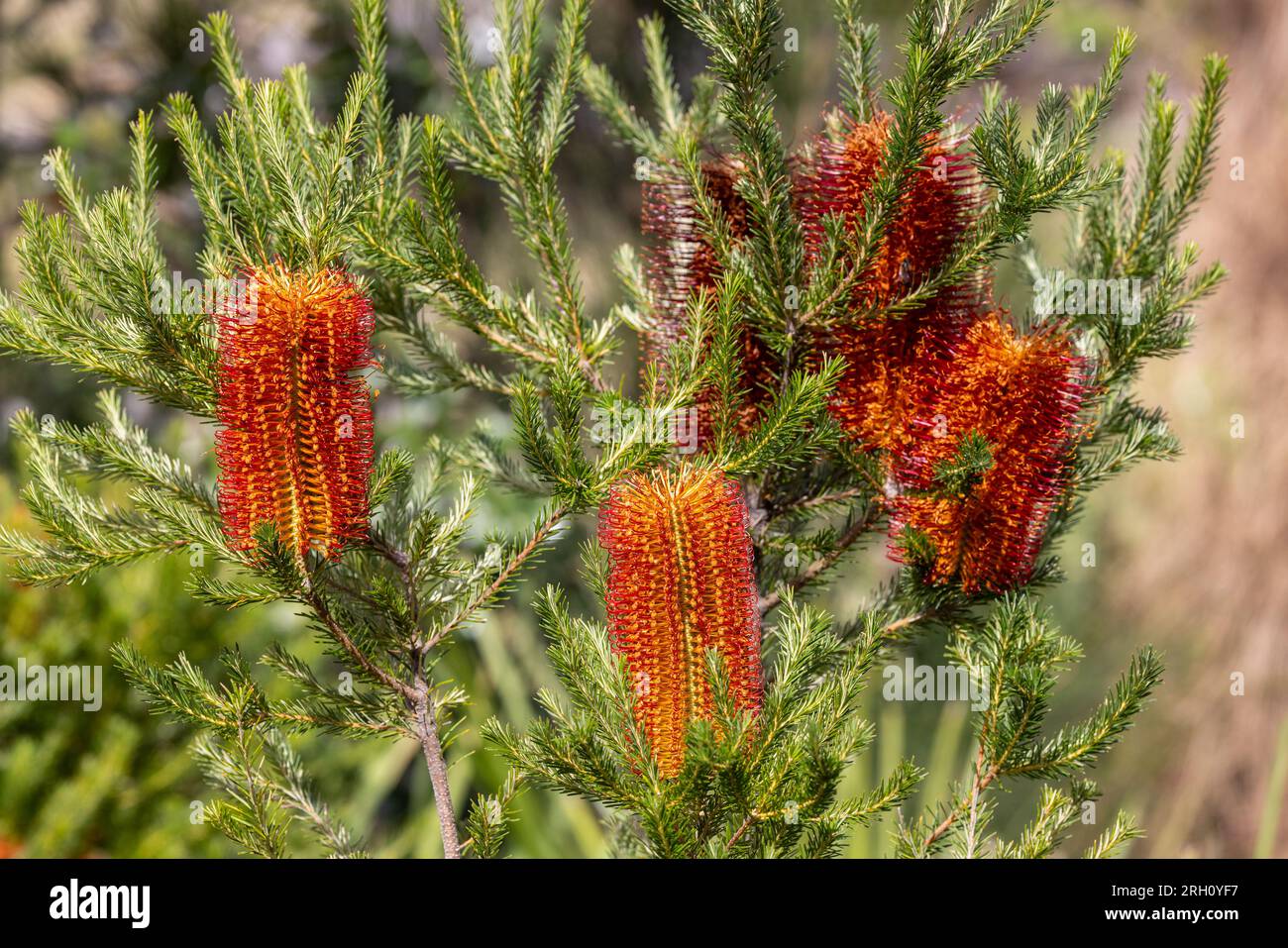 Australian Heath Banksia tree in flower Stock Photo - Alamy