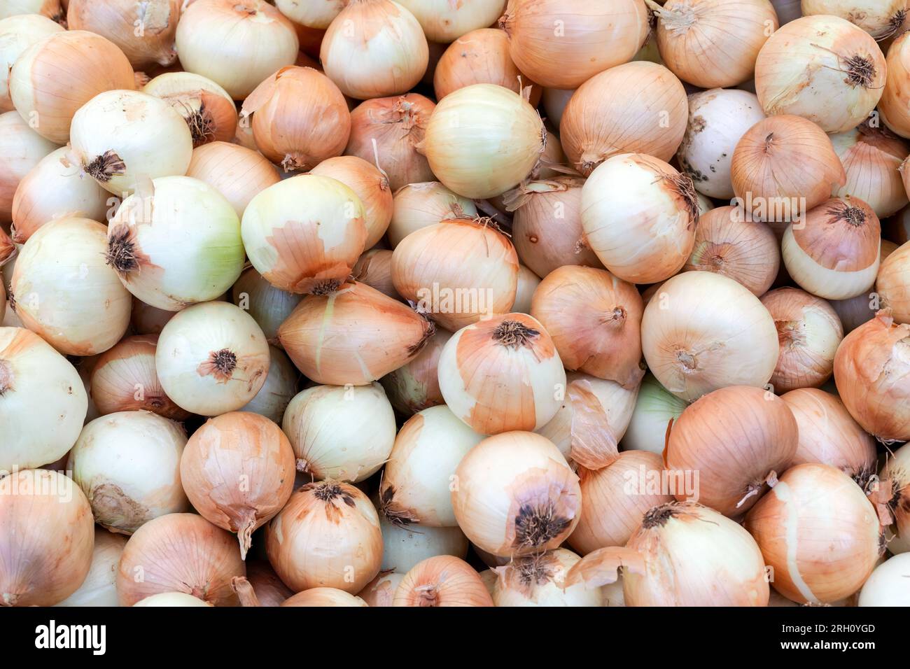 Dry onions at the local market stall Stock Photo - Alamy