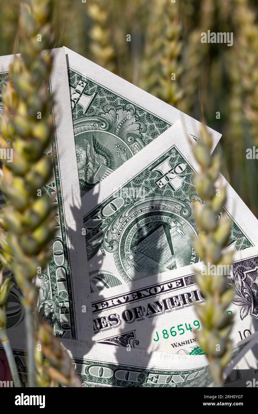 American money in the agricultural field together in cereal wheat ...
