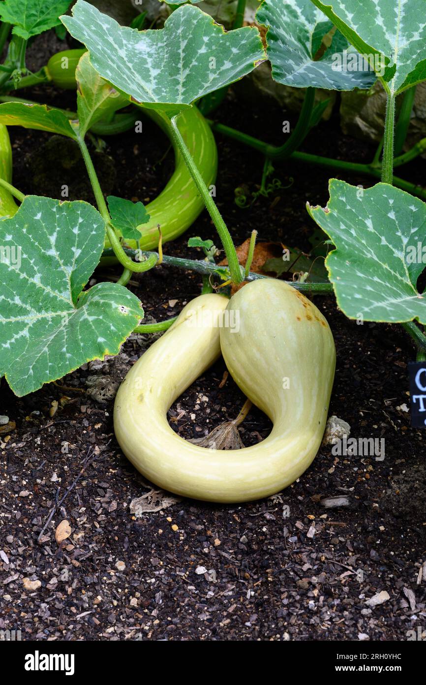 Open air plantation of ripe courgette zucchini vegetables ready to ...