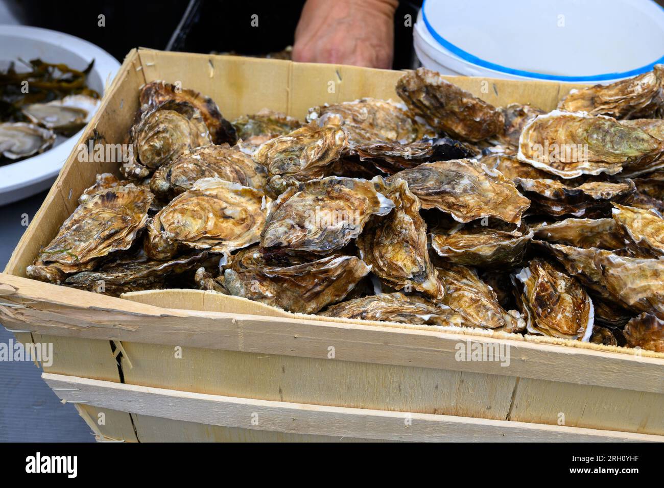 Fresh french Gillardeau oysters molluscs in wooden box ready to eat ...