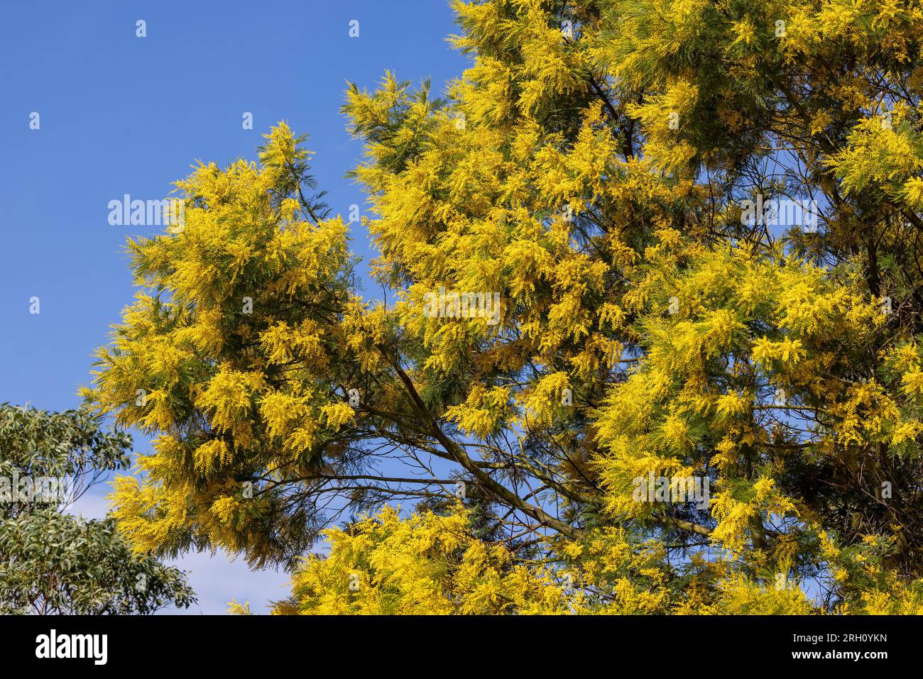 Wattle tree hi-res stock photography and images - Alamy