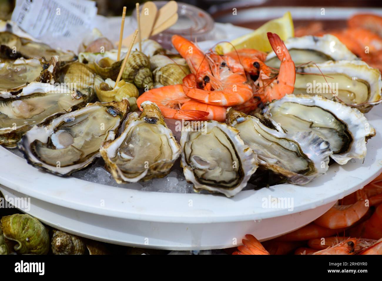 Fresh french Gillardeau oysters molluscs shucked on ice with shells ...