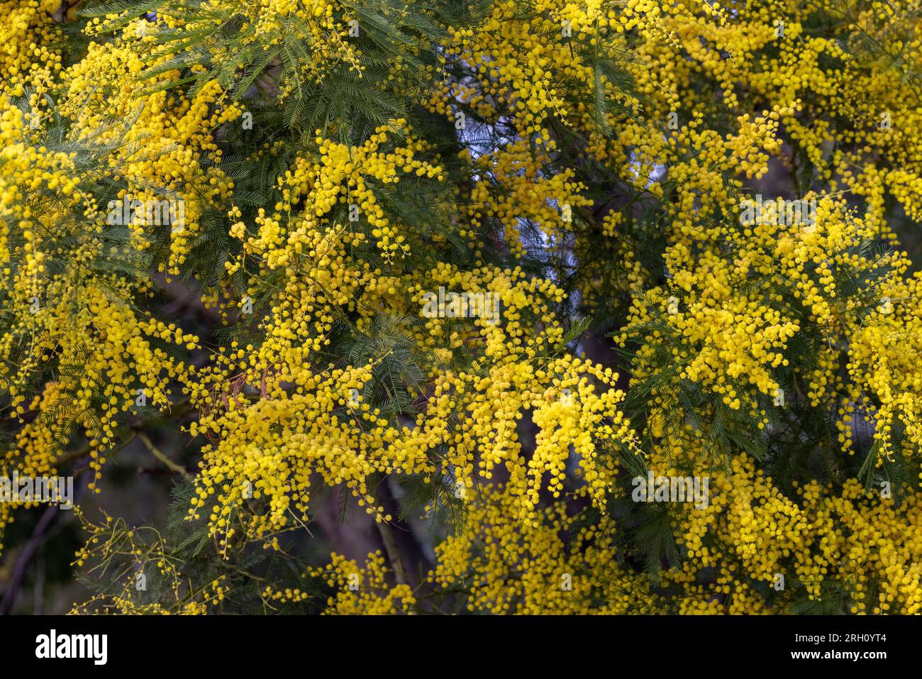 Australian Green Wattle tree in flower Stock Photo - Alamy