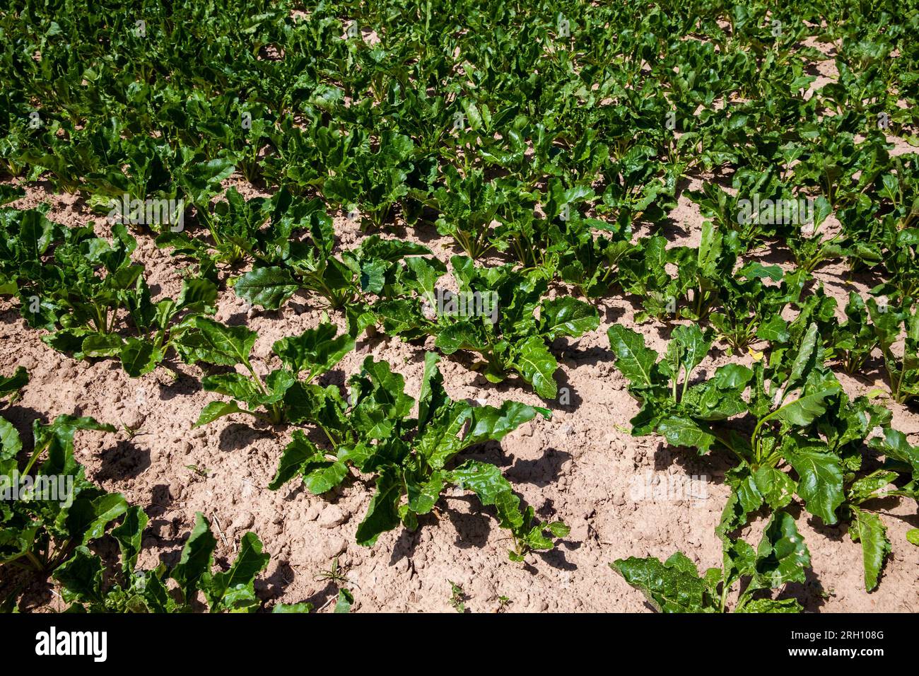 agricultural field with growing sugar beet for the production of sugar ...