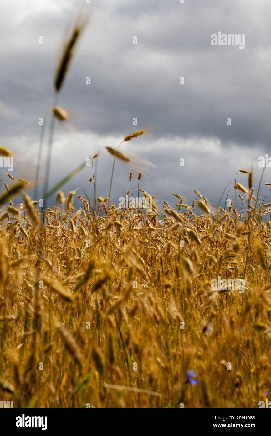 Agricultural field crop cereals hi-res stock photography and images - Alamy
