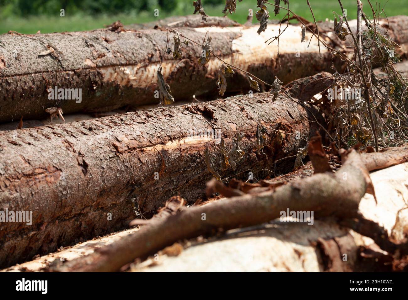 a large amount of pine wood during logging, deforestation to obtain ...