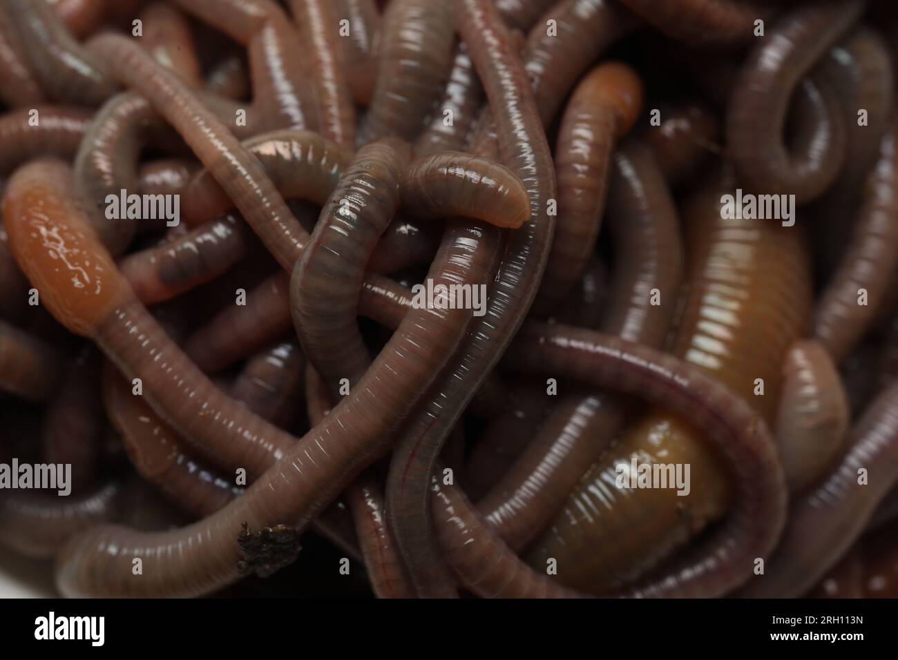 Many earthworms as background, closeup. Terrestrial invertebrates Stock ...