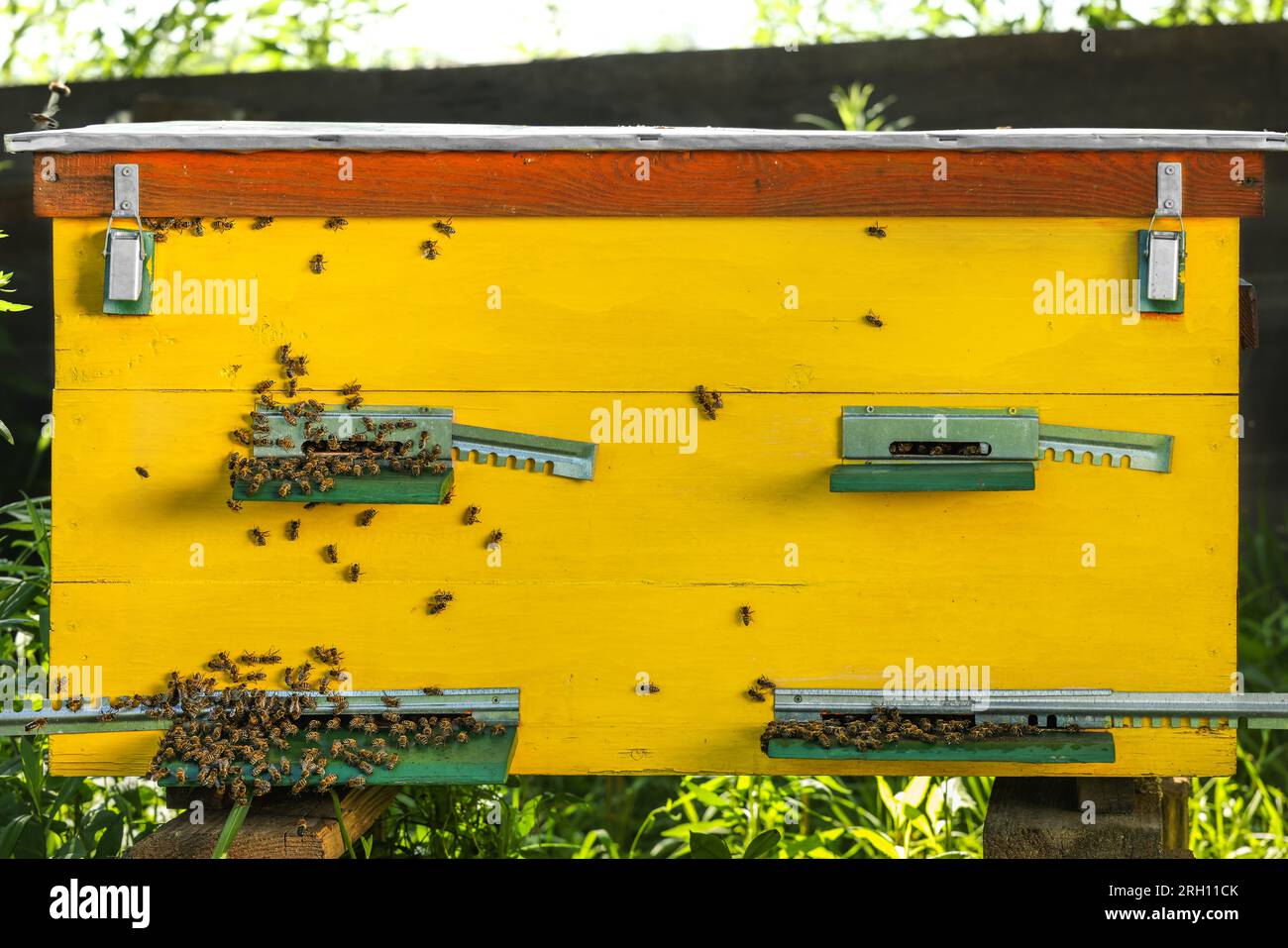 Many bees on wooden beehive at apiary outdoors Stock Photo - Alamy