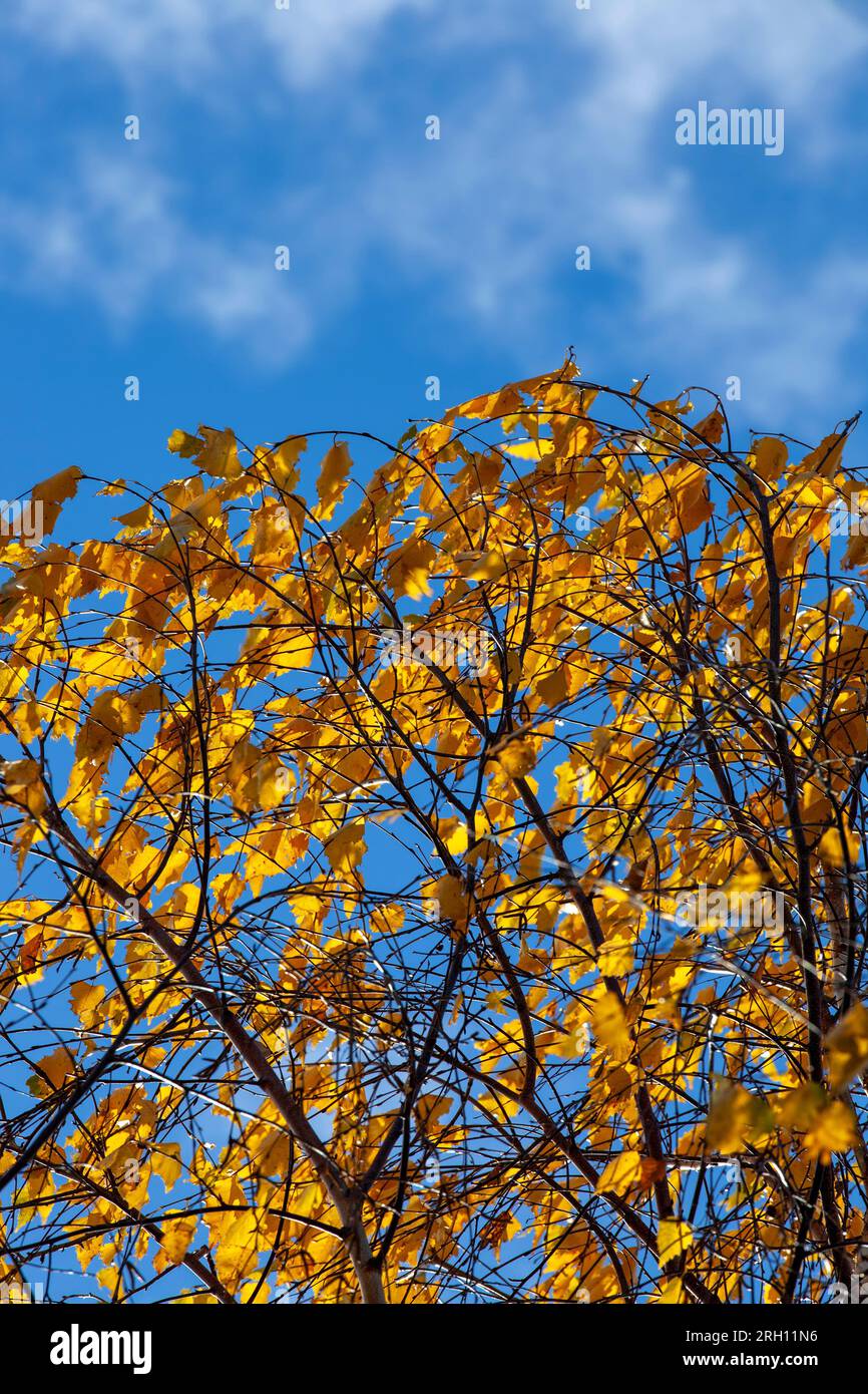 birch trees with orange foliage in the autumn season, sunny weather in ...