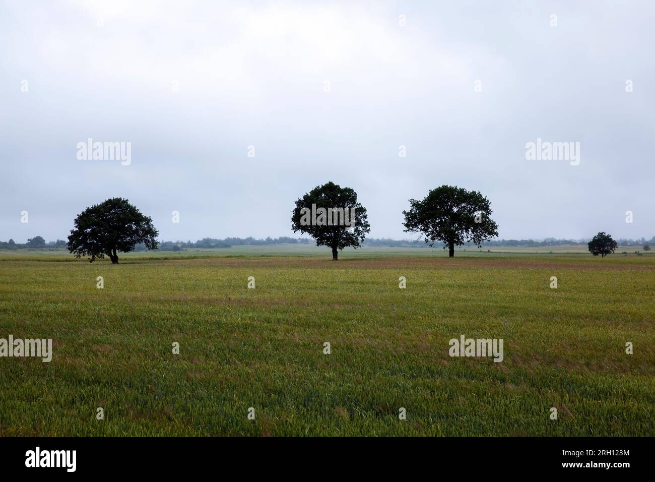 nature with plants, grass and trees in cloudy weather, landscape with ...