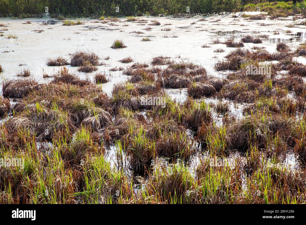 different plants growing on the territory of a swamp, plants and water ...