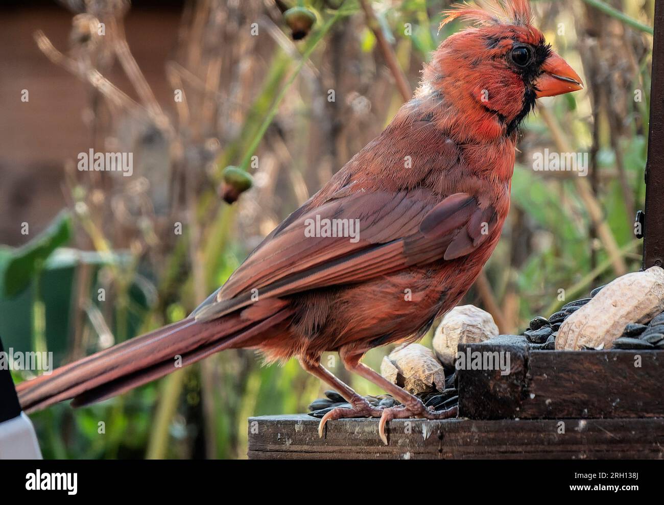 Molting Northern Cardinal on the backyard deck Stock Photo - Alamy