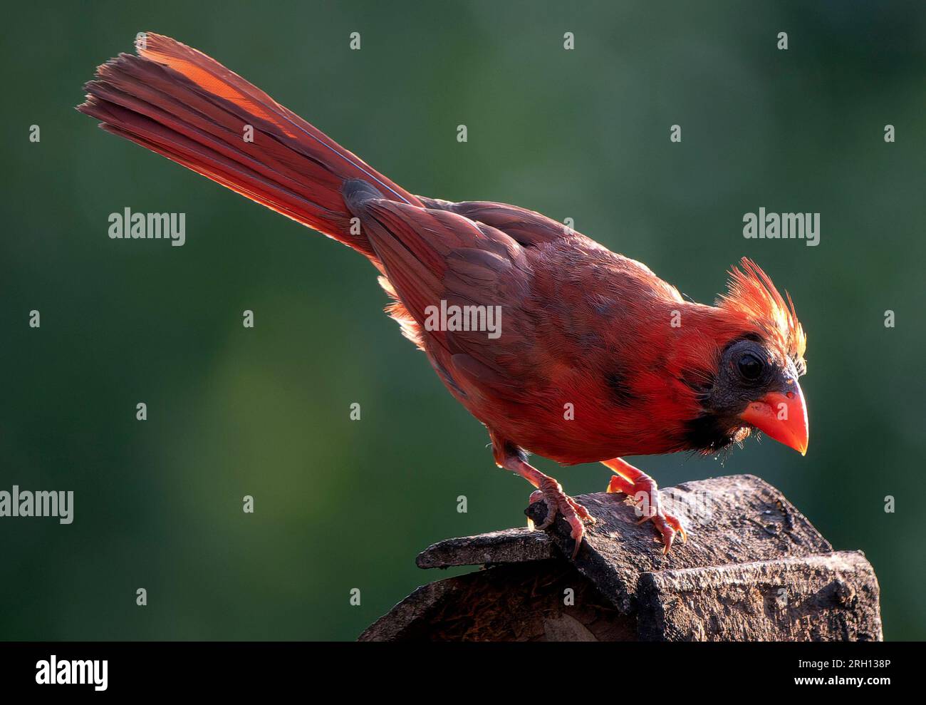 Molting Northern Cardinal on the backyard deck Stock Photo - Alamy
