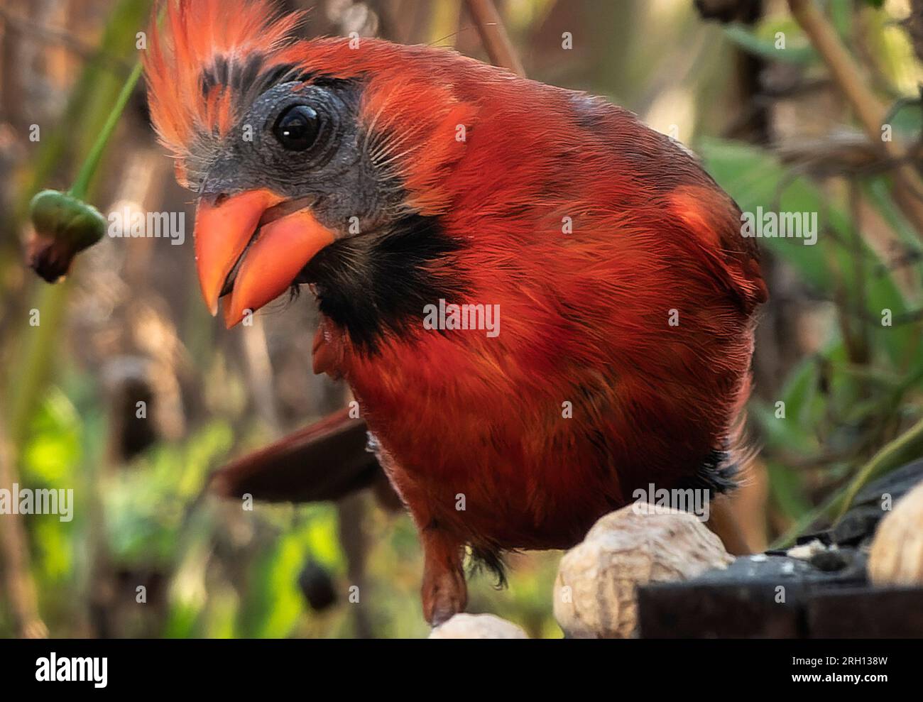 Molting Northern Cardinal on the backyard deck Stock Photo - Alamy
