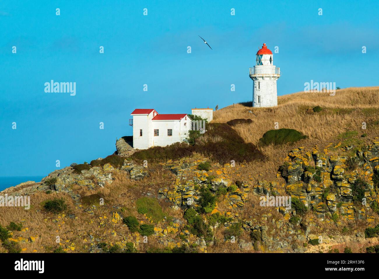 Northern Royal Albatross in flight, Taiaroa Head, Otago Peninsula ...