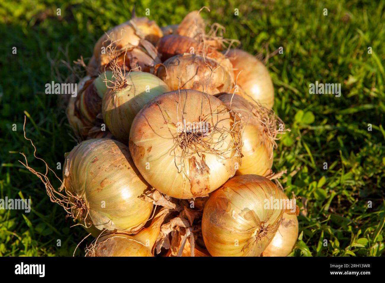 packed for winter storage onion harvest, onion harvest in large ...