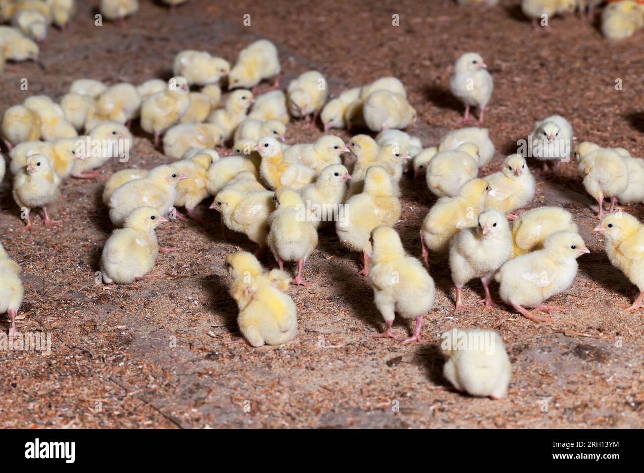 growing poultry on an industrial scale chicken to produce meat products ...