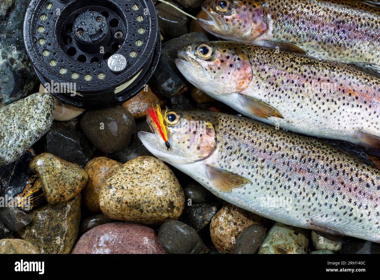 Trout salmon fish on river rocks with partial fishing reel Visible ...
