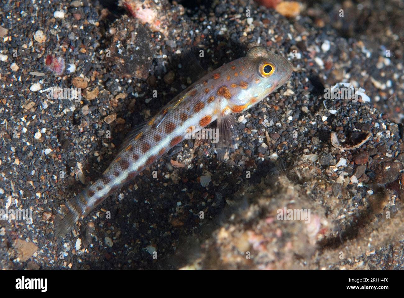 Juvenile Orange-dashed Goby, Valenciennea puellaris, in sand by hole ...