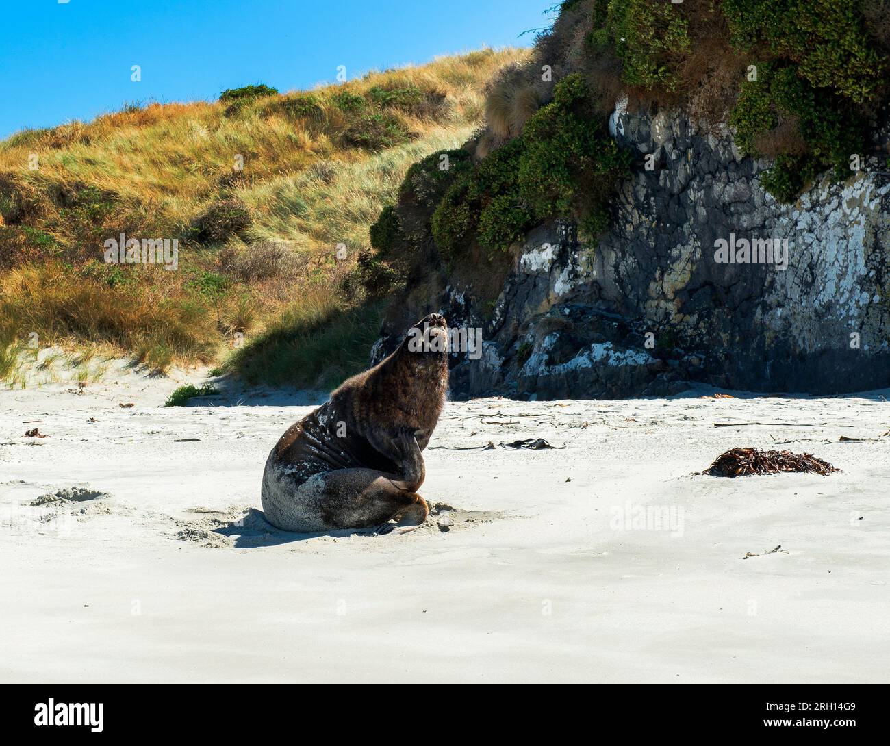 Allans Beach, Otago Peninsula, Dunedin, South Island, New Zealand Stock ...