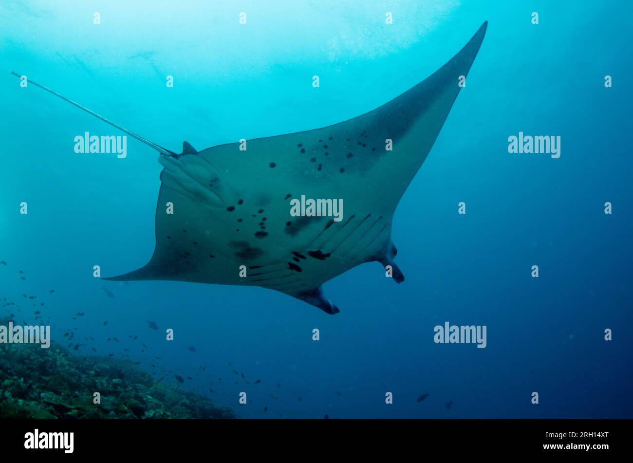 Reef Manta Ray, Mobula alfredi, classified as Vulnerable, Manta Alley dive site, Padar Island ...