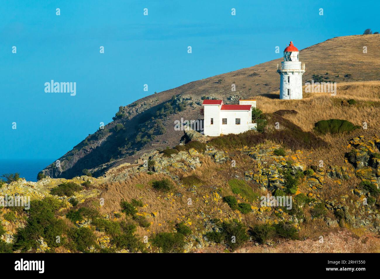 Royal albatross centre new zealand hi-res stock photography and images ...