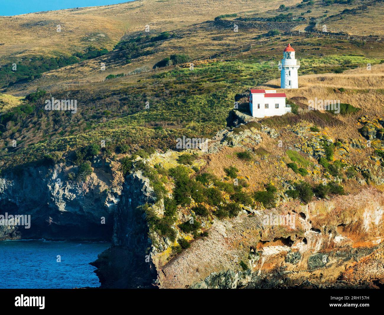 Royal albatross centre new zealand hi-res stock photography and images ...
