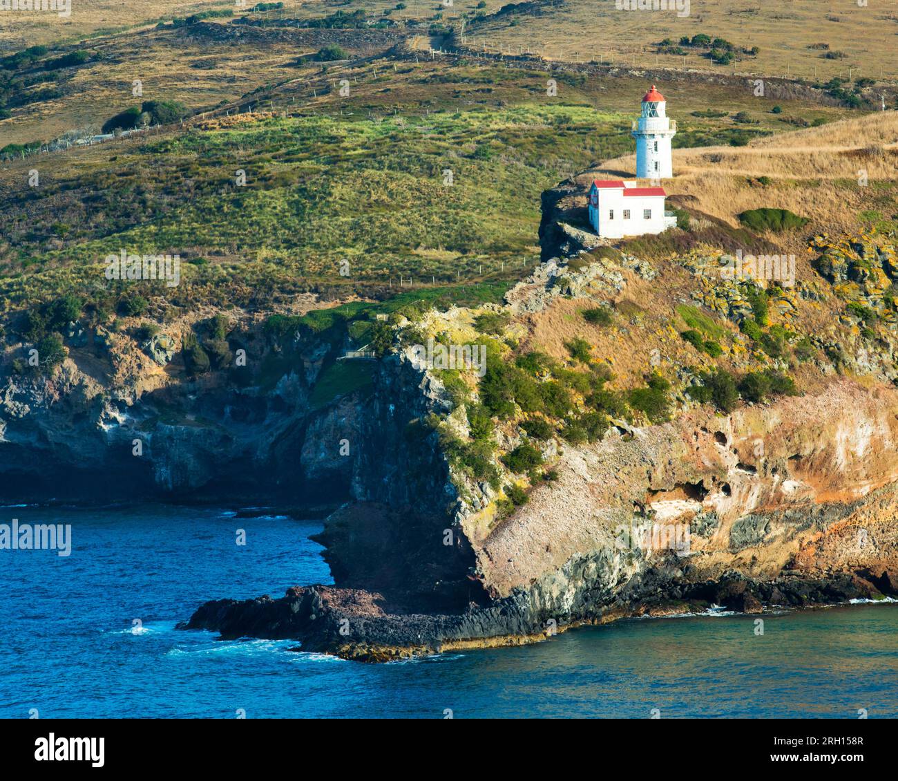 Royal albatross centre new zealand hi-res stock photography and images ...