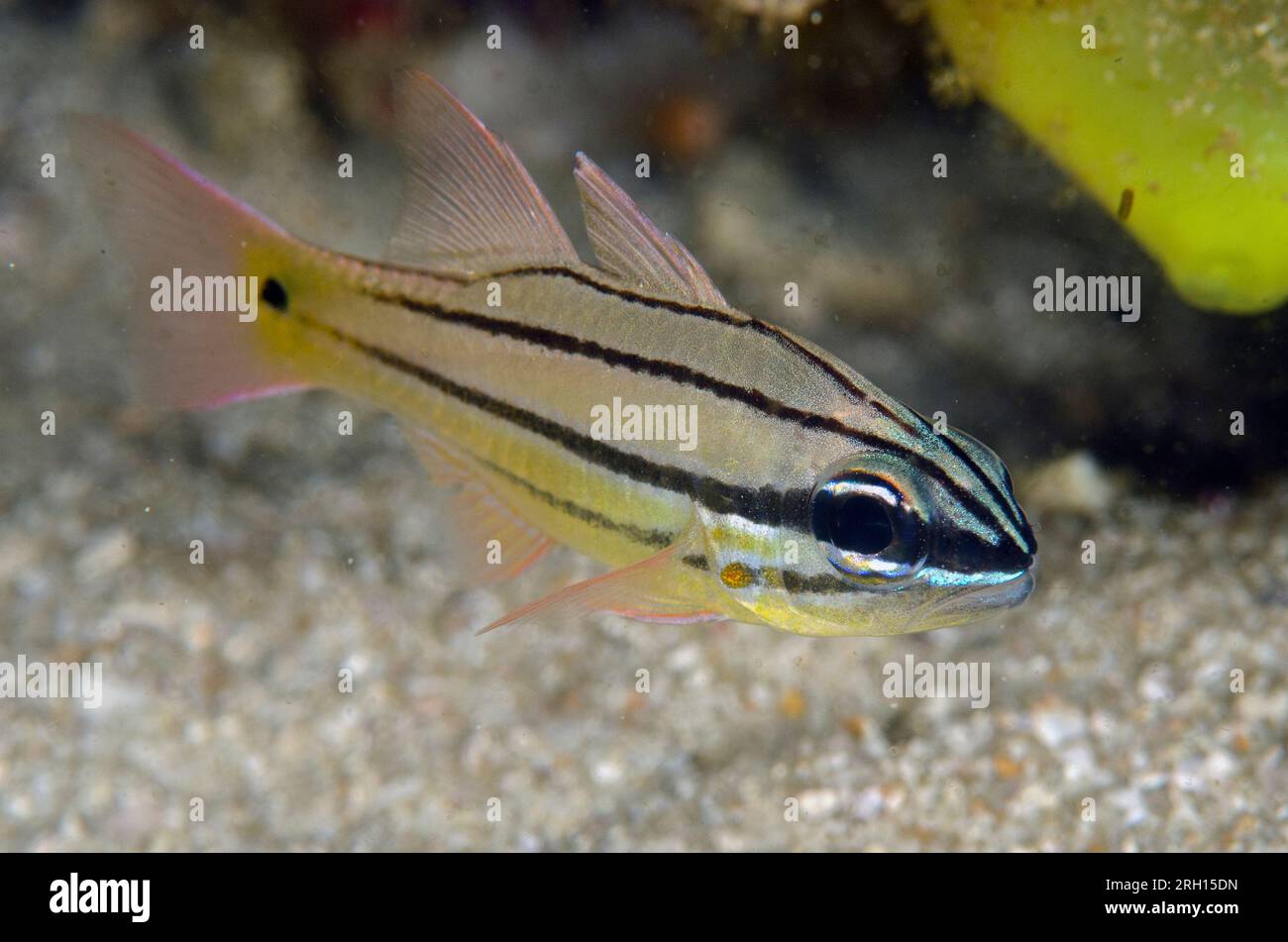 Juvenile Spotgill Cardinalfish, Ostorhinchus chrysopomus, Rusak Gigi ...