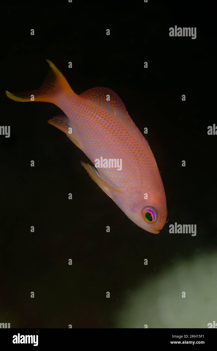 Female Scalefin Anthias, Pseudanthias squamipinnis, Rusak Gigi dive ...